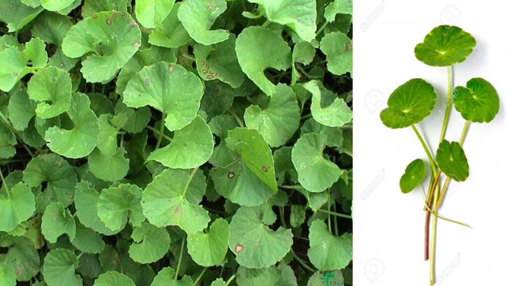 Saraswathi Plant : ఈ మొక్క ఎక్క‌డ క‌నిపించినా స‌రే తెచ్చి ఇంట్లో ...